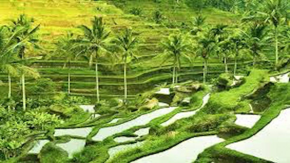 Bali Secret Temple & Ubud rice Terrace Half Day Trip - Ubud | Project ...
