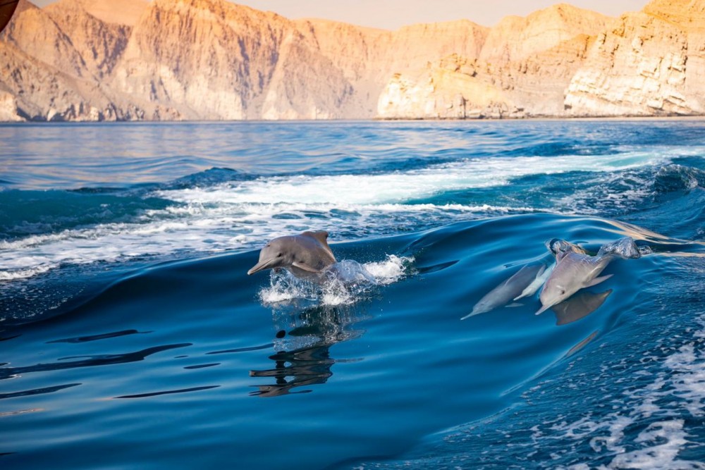 Dolphin Watching & Snorkeling - Muscat | Project Expedition