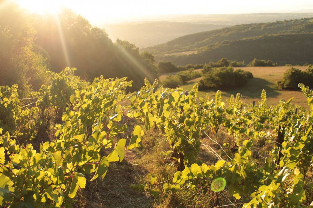 Lyon City and Vineyards Private Tour - Lyon | Project Expedition