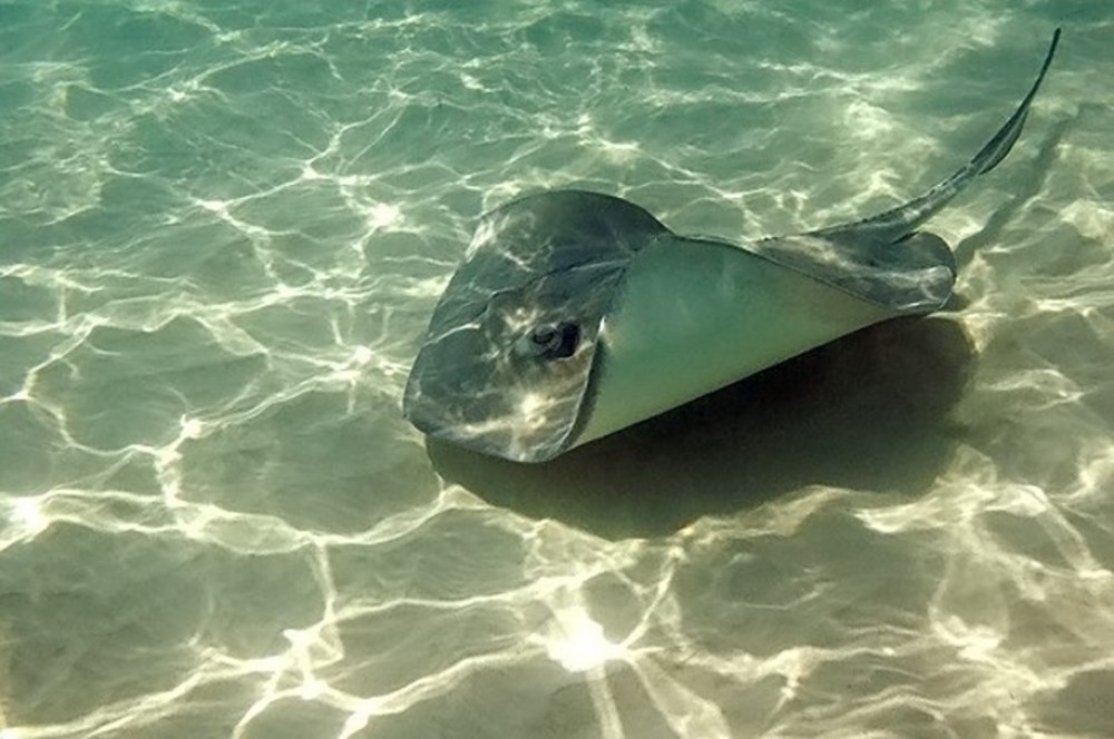 Stingray City, Grand Cayman Sights & Attractions - Project Expedition