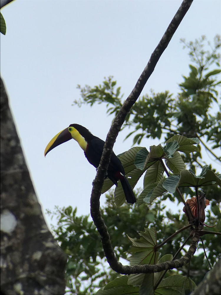 Sloth tour and Wildlife Encounter - Liberia | Project Expedition