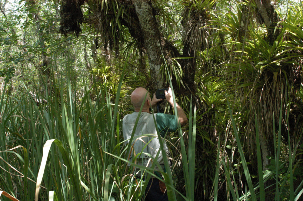 Guided Swamp Walk - Everglades City | Project Expedition