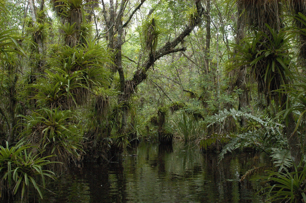 Guided Swamp Walk - Everglades City | Project Expedition