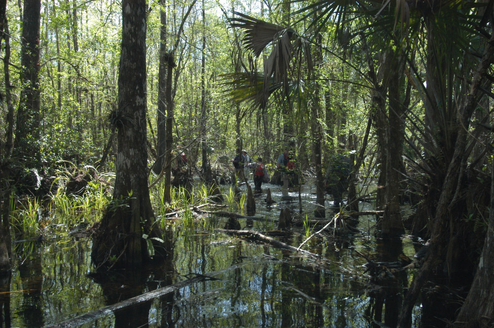 Guided Swamp Walk - Everglades City | Project Expedition
