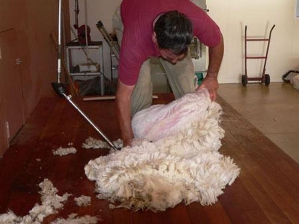 Akaroa Shore Excursion: Sheep Farm & Local Cheese Factory Tour - Akaroa ...