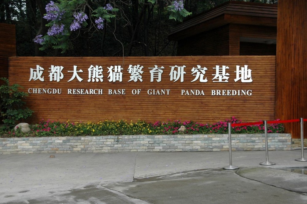 Chengdu Research Base of Giant Panda Breeding Sights & Attractions ...