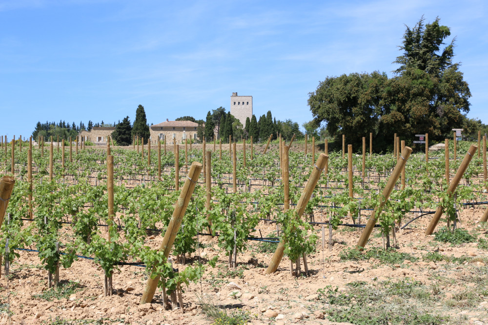 Private tour Châteauneuf du Pape intensive vineyard & fine wine ...