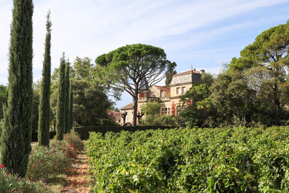 Private tour Châteauneuf du Pape intensive vineyard & fine wine ...