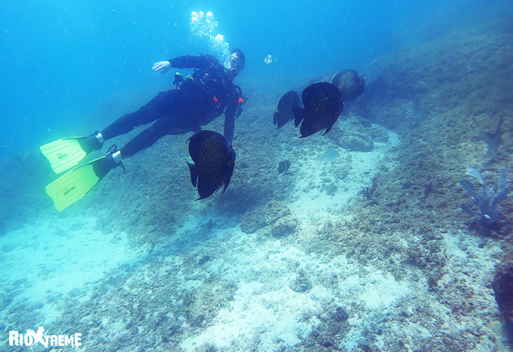 Scuba Diving Rio de Janeiro - Rio de Janeiro | Project Expedition