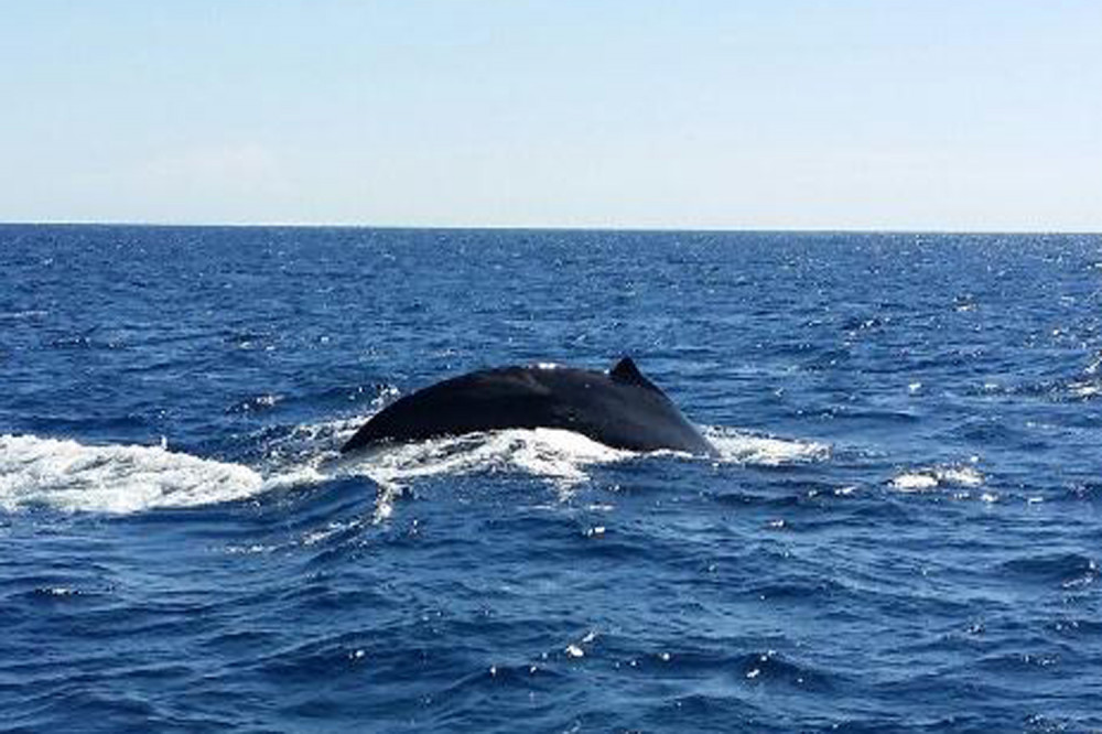 Spirit of Aloha Afternoon Whale Watch - Honolulu | Project Expedition