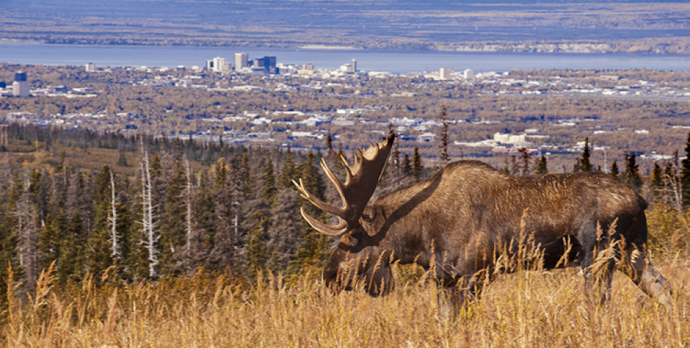 Moose Photo Safari - Anchorage | Project Expedition
