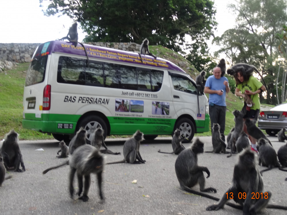 3 in 1 Day Tour: Waterfalls, Monkey Feeding & Fireflies - Kuala Lumpur ...