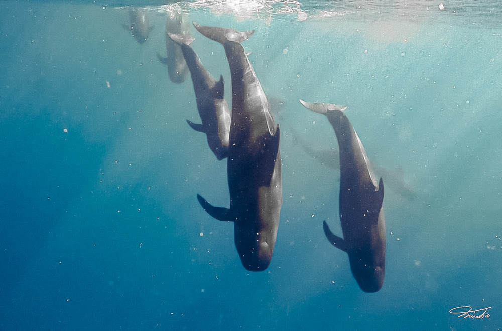 Swim with Dolphins, Snorkel, & Waterslide Activities on Oahu - Honolulu ...