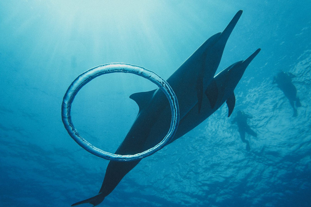 Swim with Dolphins, Snorkel, & Waterslide Activities on Oahu - Honolulu ...