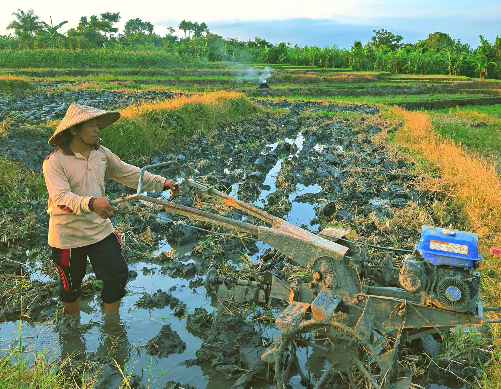 Bali Hidden Rice Terraces Trek - Denpasar City (Benoa/Kuta) | Project ...