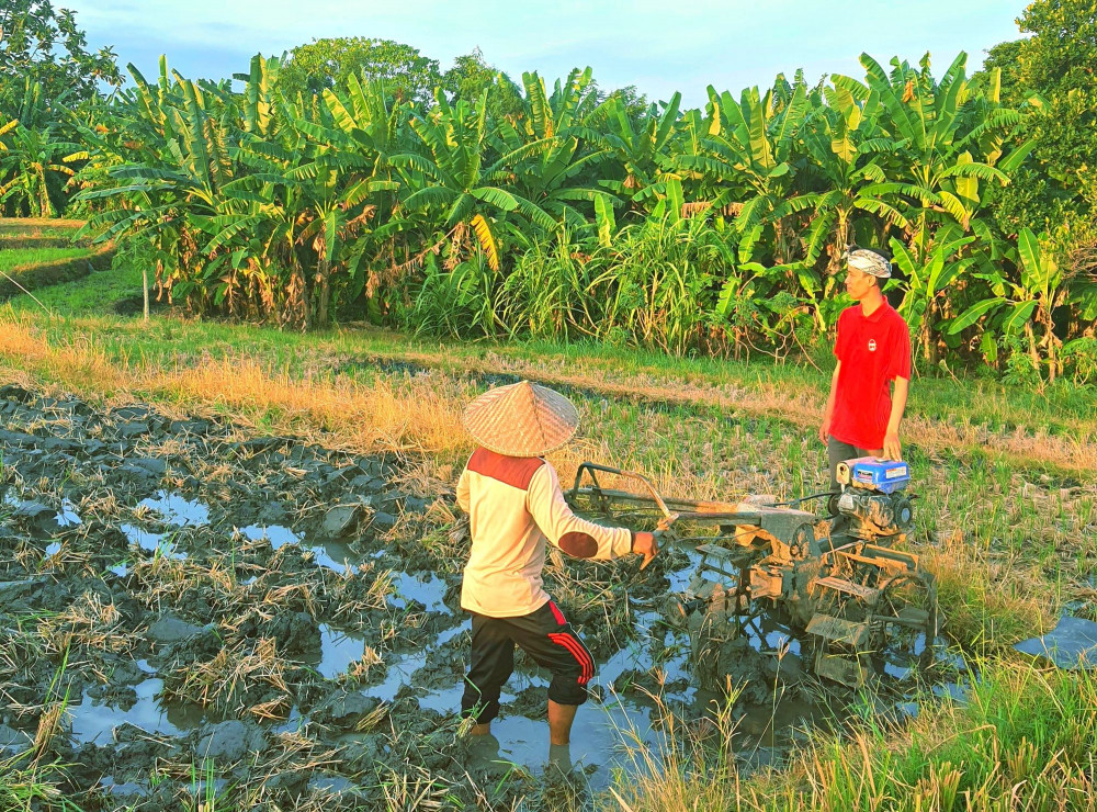 Bali Hidden Rice Terraces Trek - Denpasar City (Benoa/Kuta) | Project ...