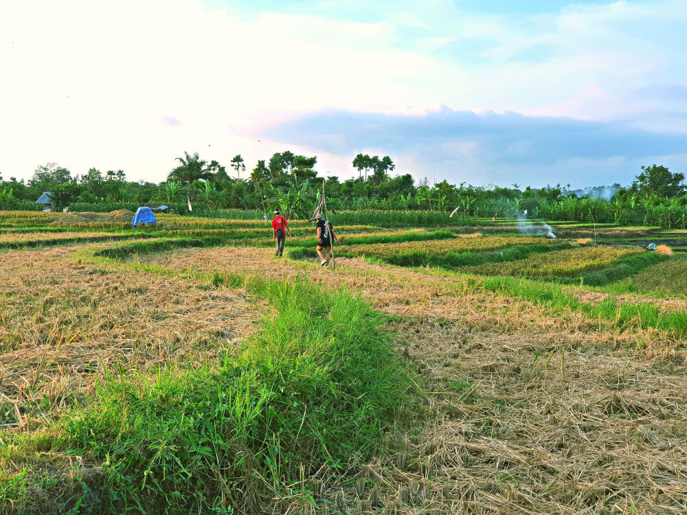 Bali Hidden Rice Terraces Trek - Denpasar City (Benoa/Kuta) | Project ...