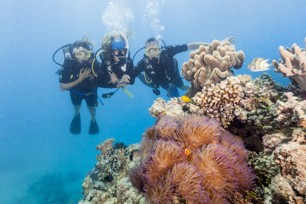 Ocean Freedom Cruise to Upolu Cay Reef & Outer Edge Upolu Reef - Cairns ...