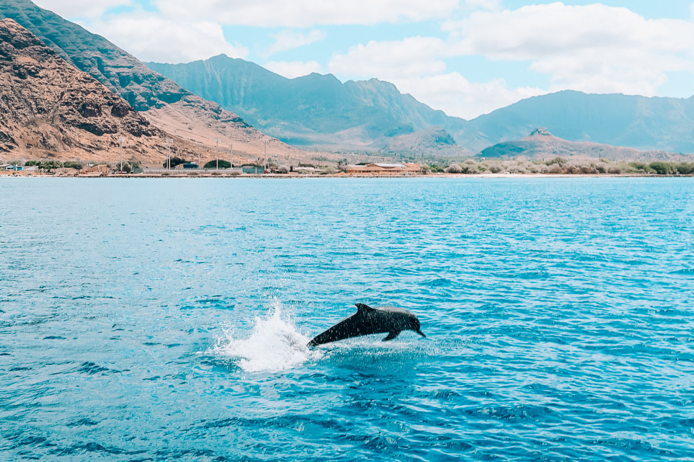 Dolphin Watch, Snorkel, & Waterslide Activities On Oahu - Waianae ...