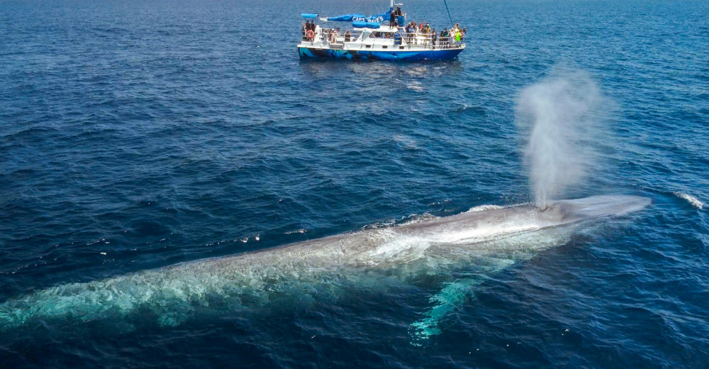 Capt. Dave's Dolphin & Whale Watching Safari & Adventure Travel ...