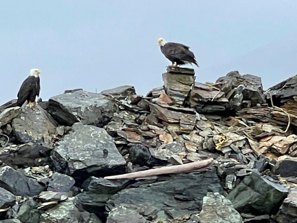 Ketchikan Duck Boat Tour - Ketchikan | Project Expedition