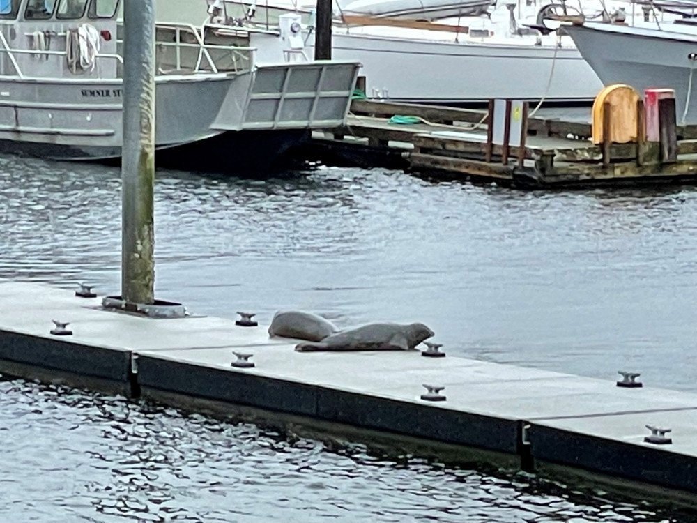 Ketchikan Duck Boat Tour - Ketchikan | Project Expedition