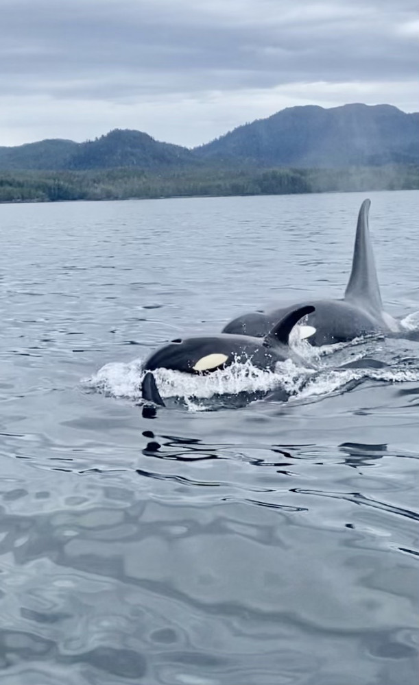 Ketchikan Duck Boat Tour - Ketchikan | Project Expedition