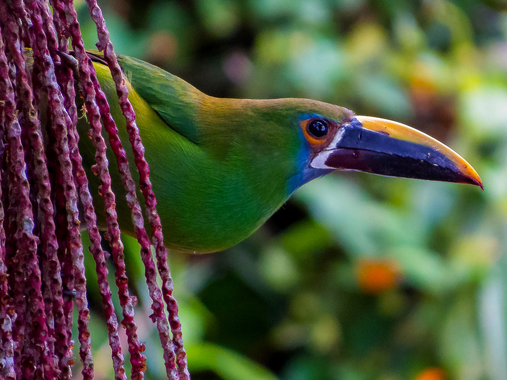 Bird Watching - Nature & Wildlife - Cali | Project Expedition