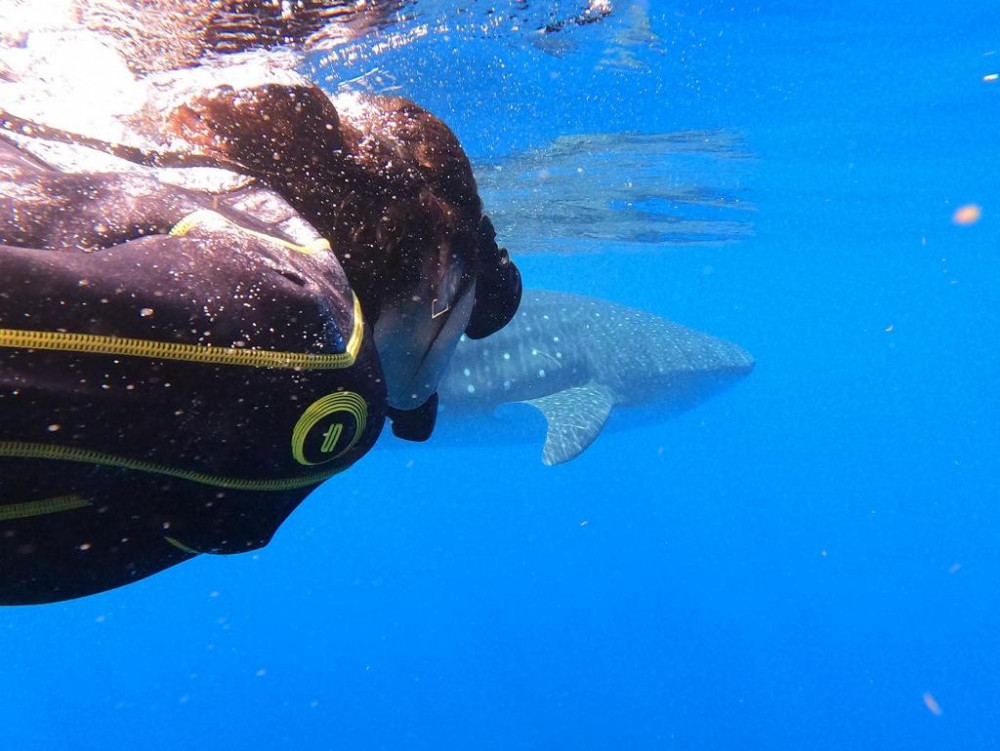 Whale Shark Encounter Full Day Tour from Riviera Maya - Playa del Carmen | Project Expedition
