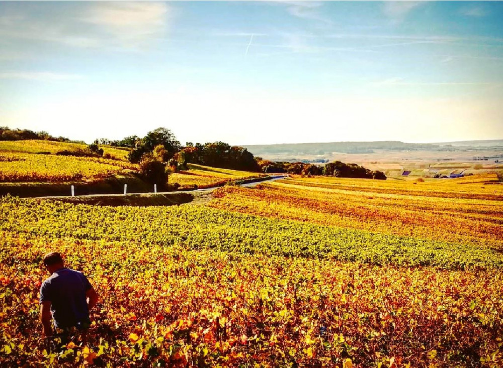 Champagne Day Tour & Tasting: Veuve Clicquot, Family Estate, lunch ...