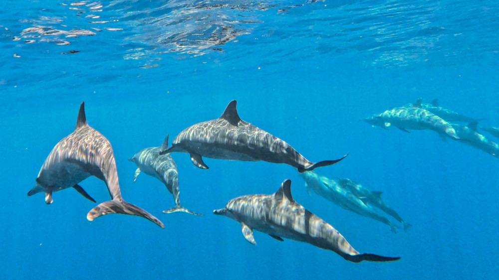 'ATAE Safari Ocean Tahiti | Project Expedition