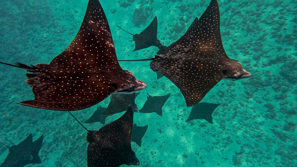 'ATAE Safari Ocean Tahiti | Project Expedition