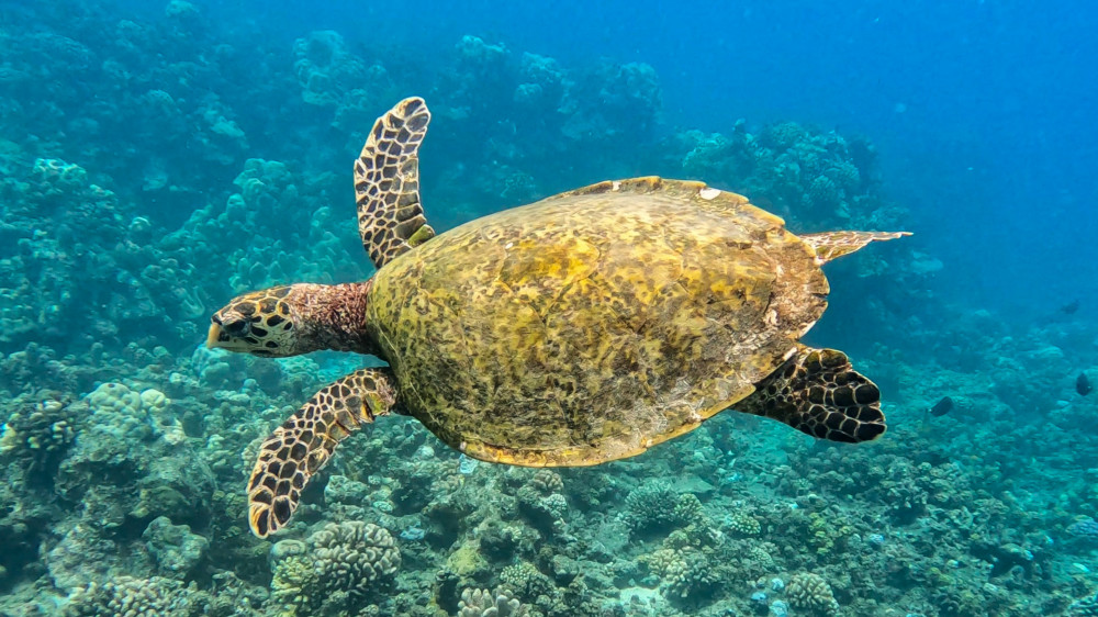 'ATAE Safari Ocean Tahiti | Project Expedition