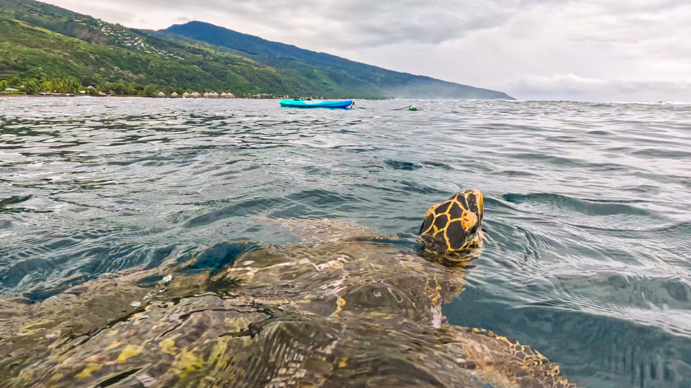 'ATAE Safari Ocean Tahiti | Project Expedition