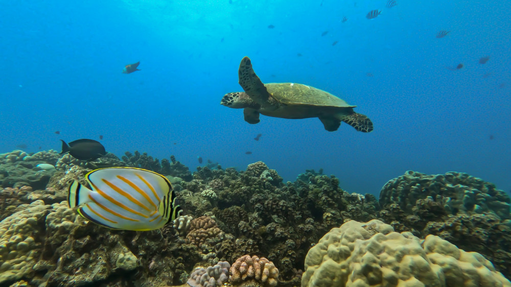 'ATAE Safari Ocean Tahiti | Project Expedition