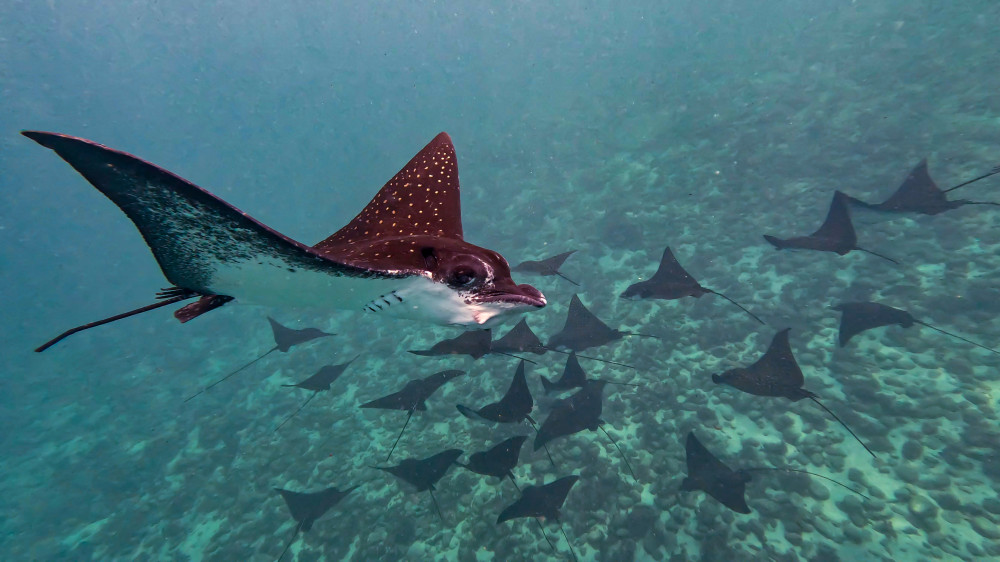 'ATAE Safari Ocean Tahiti | Project Expedition