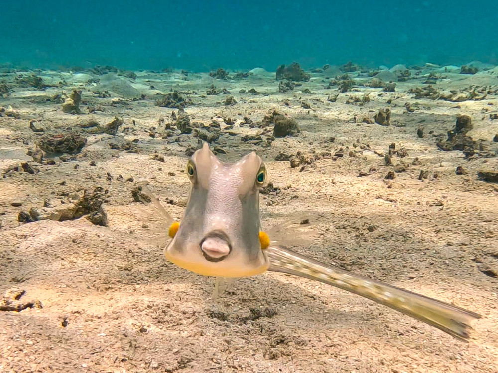 'ATAE Safari Ocean Tahiti | Project Expedition