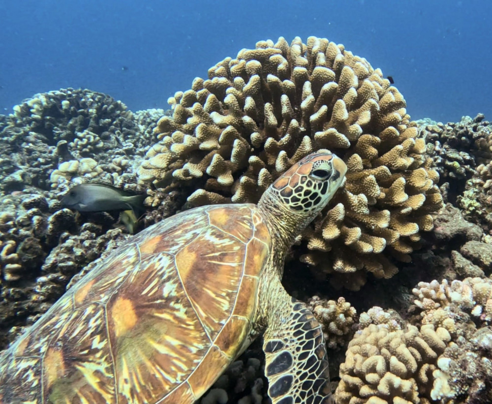 'ATAE Safari Ocean Tahiti | Project Expedition