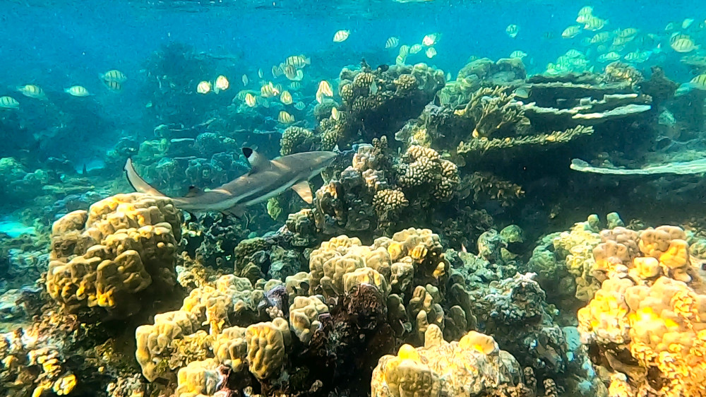'ATAE Safari Ocean Tahiti | Project Expedition