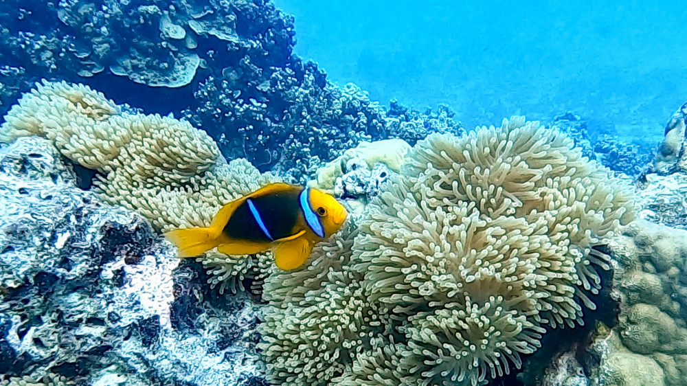 'ATAE Safari Ocean Tahiti | Project Expedition