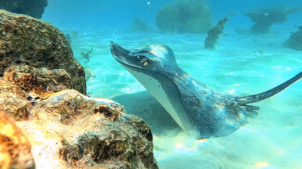 'ATAE Safari Ocean Tahiti | Project Expedition