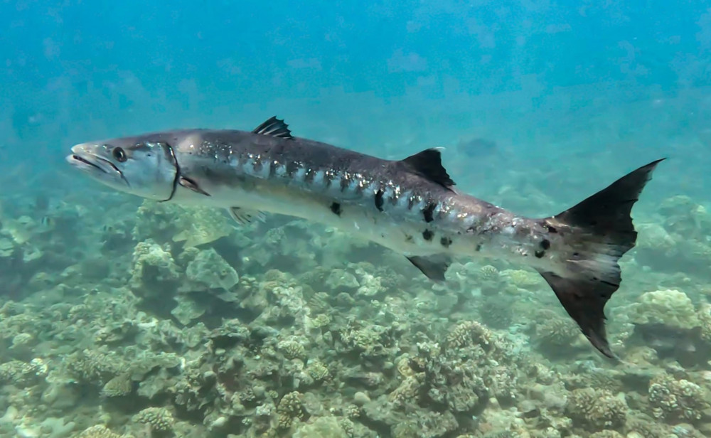 'ATAE Safari Ocean Tahiti | Project Expedition