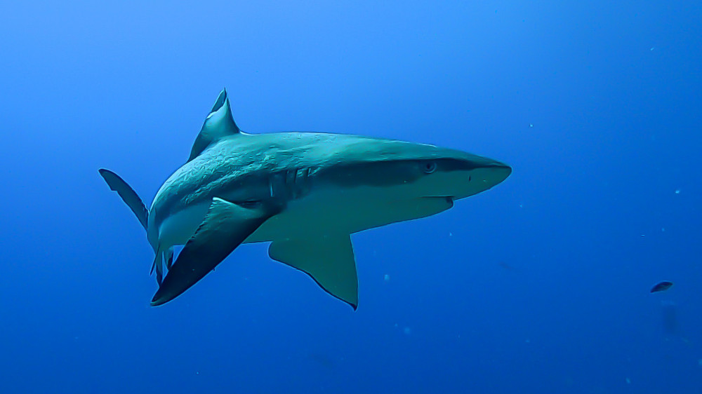 'ATAE Safari Ocean Tahiti | Project Expedition