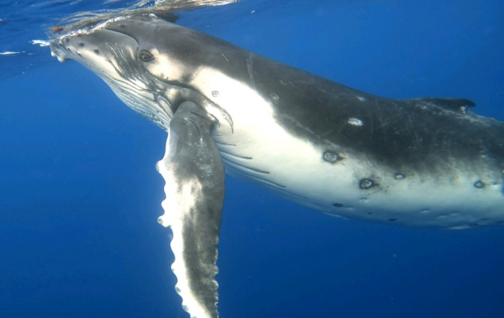 'ATAE Safari Ocean Tahiti | Project Expedition