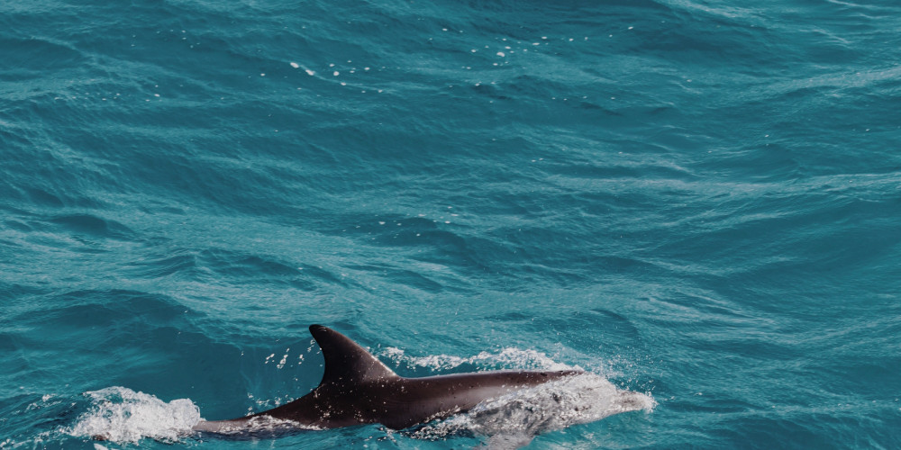 Dolphin Watching in Muscat - Muscat | Project Expedition