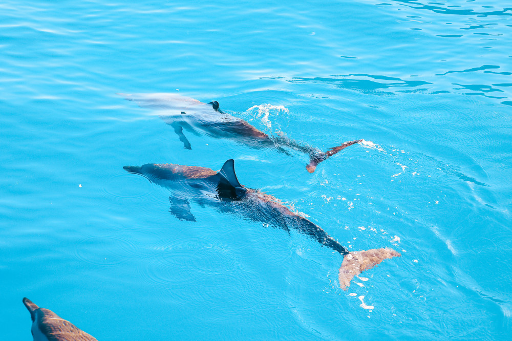 Dolphin Watch, Snorkel, & Waterslide Activities On Oahu - Waianae ...