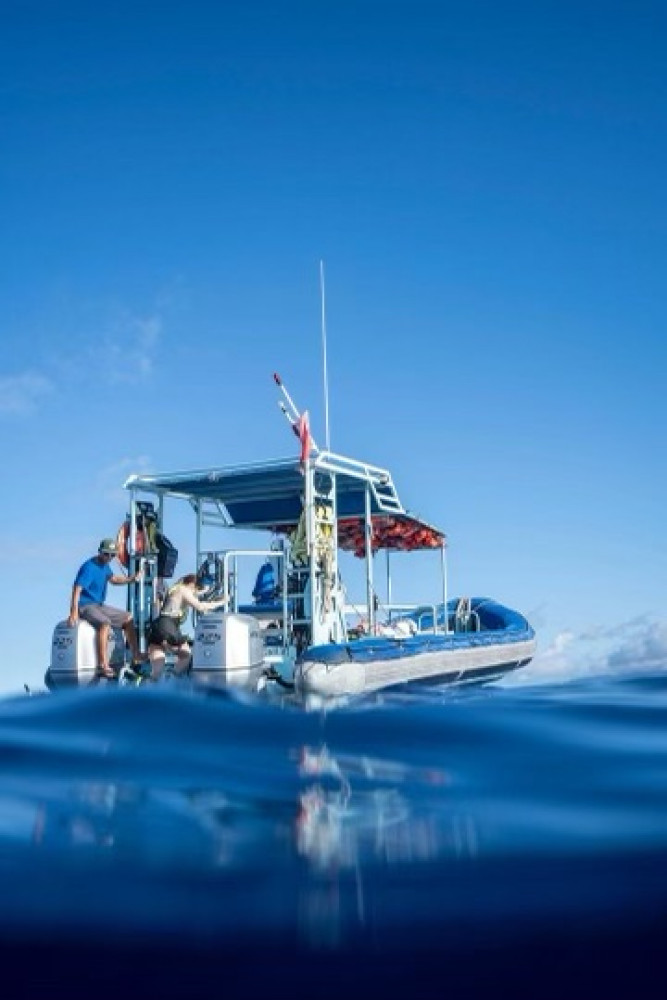 Swim with Dolphins Speedboat Snorkel Tour - Honolulu | Project Expedition