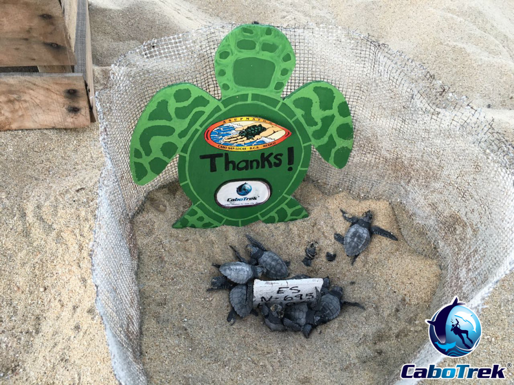 Baby Turtle Release & Sunset Conservation Tour with a Marine Biologist ...
