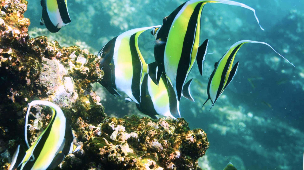 Los Cabos Snorkeling Tour To Chileno Bay And Santa Maria Cove - Cabo ...