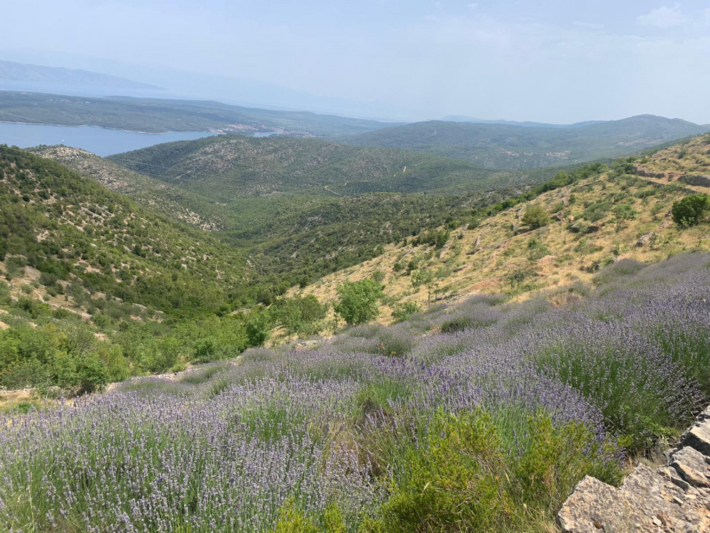 Lavender Tour Around the Village of Brusje - Hvar Town | Project Expedition